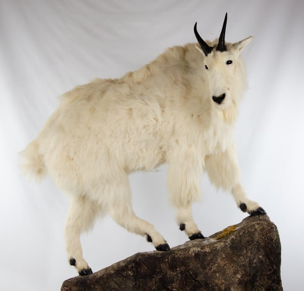 Lot 131 – Rocky Mountain Goat Taxidermy Full Mount – Atlanta Auction ...