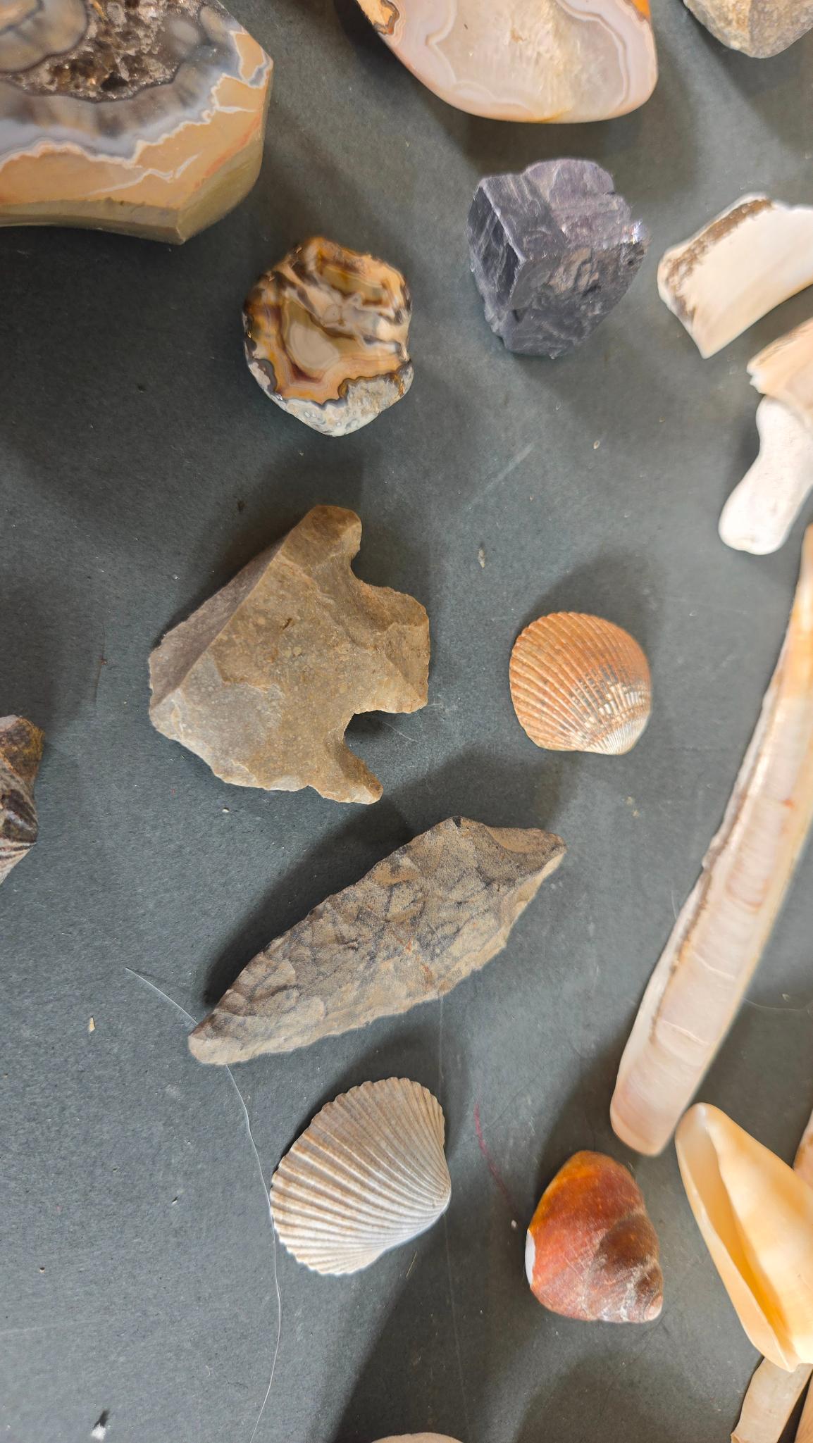 Lot 20425 - Group Lot of Shells, Rocks, Minerals and More | Burns ...