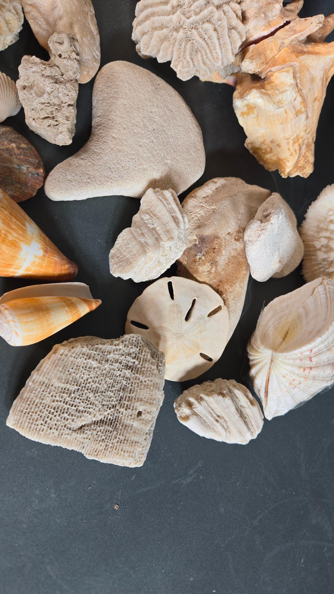 Lot 20425 - Group Lot of Shells, Rocks, Minerals and More | Burns ...