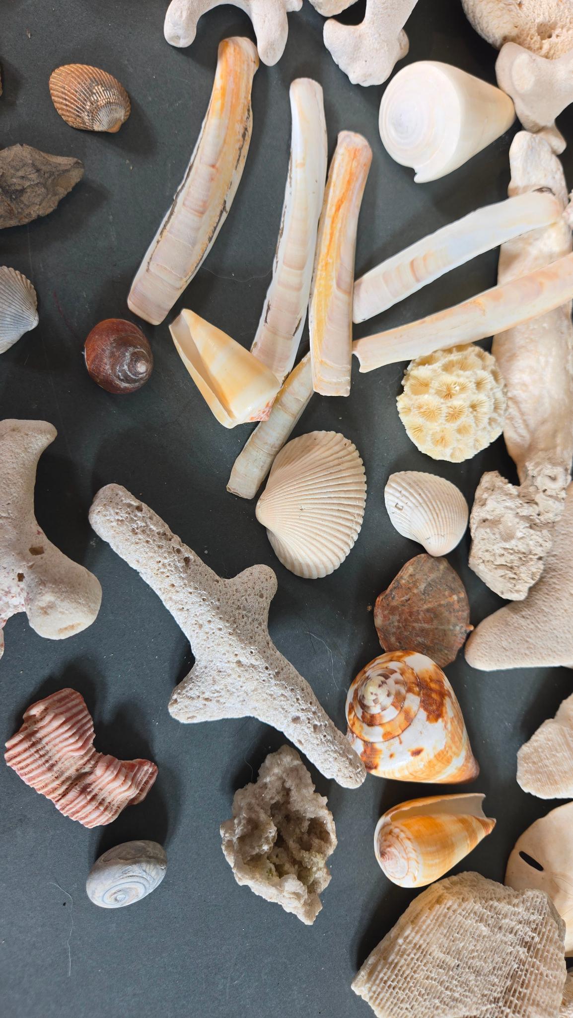 Lot 20425 - Group Lot of Shells, Rocks, Minerals and More | Burns ...