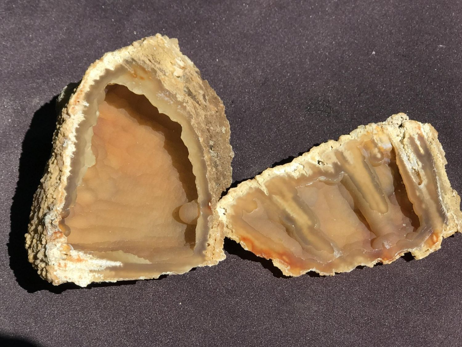 Lot 54 – Fossil “Agatized” Coral Geode Florida Miocene 5-15 M.Y.O ...