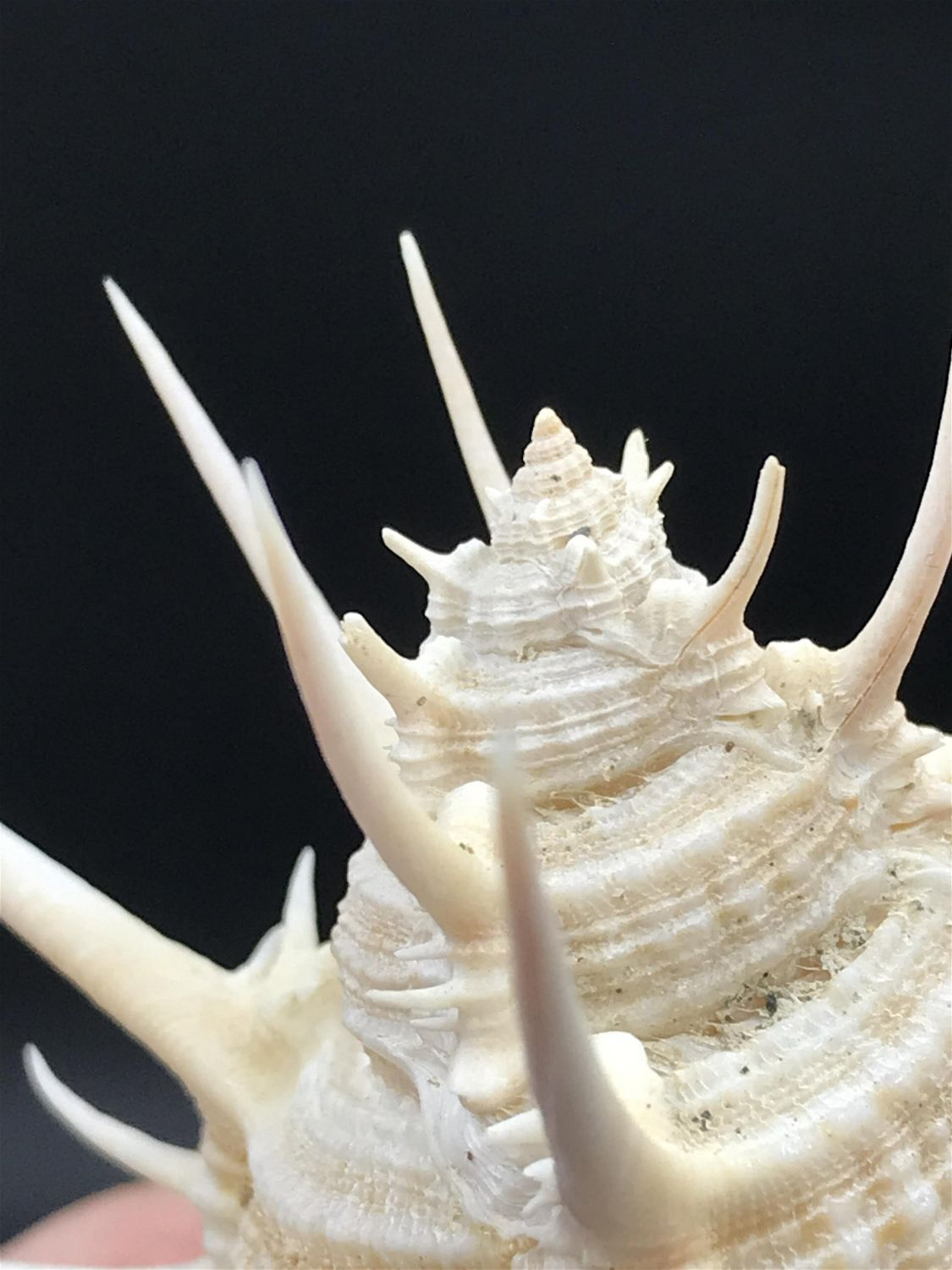 Lot 202 – Seashell: Murex Pecten - Easterly Auction Company ...