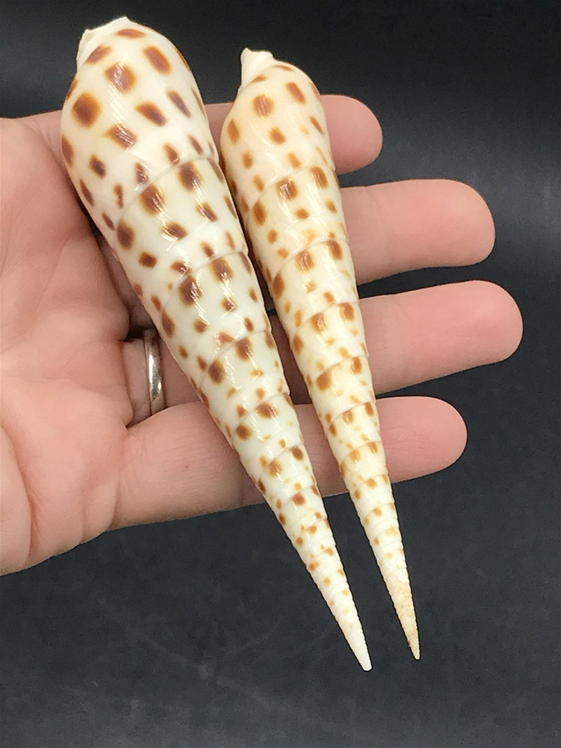 Lot 600 – Seashell, Ocean, Beach, Natural, Decor, Collectible, Specimen ...