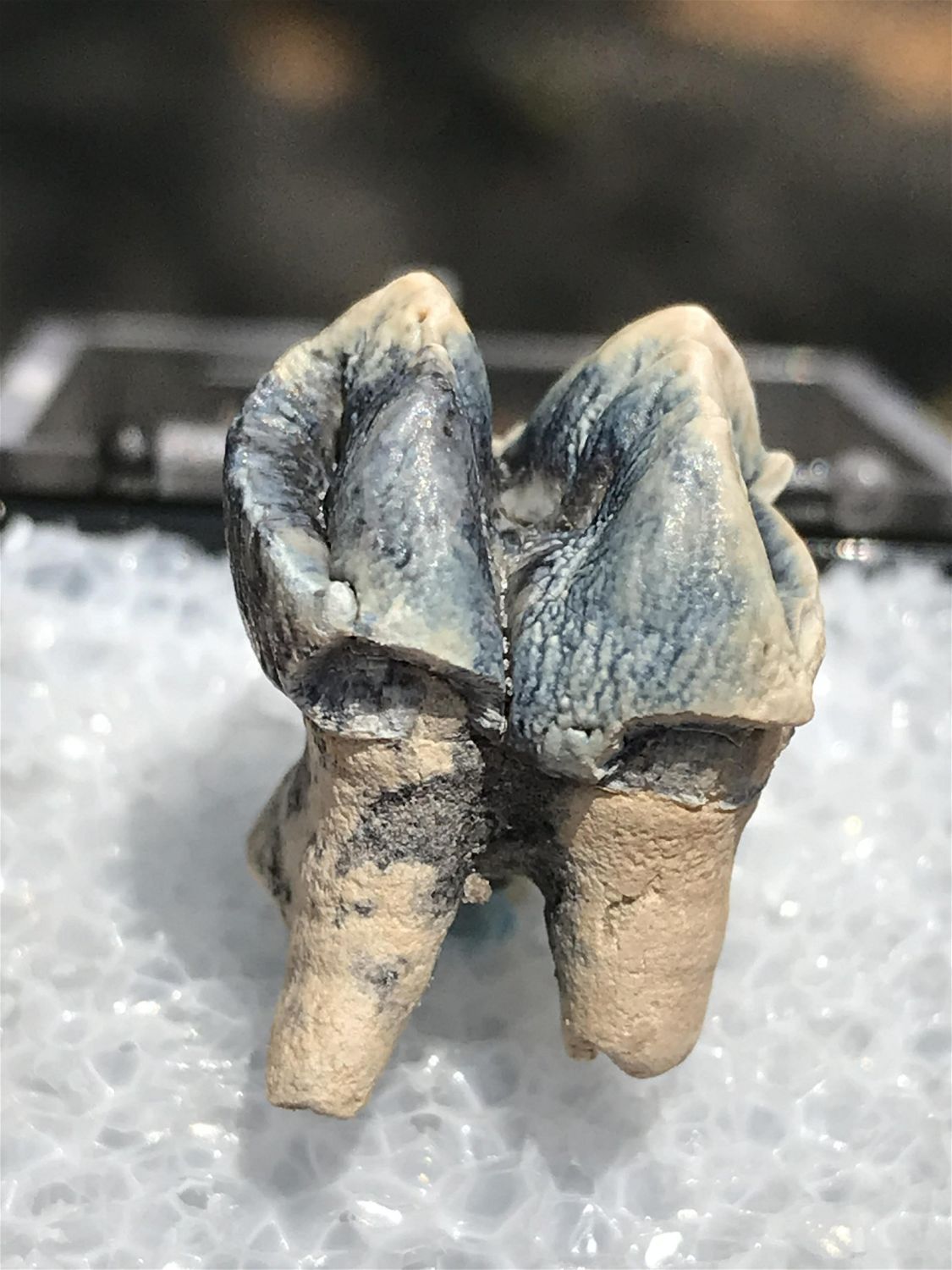 Lot 345 – Manatee, Fossil, Natural, Collectible, Specimen, Tooth ...