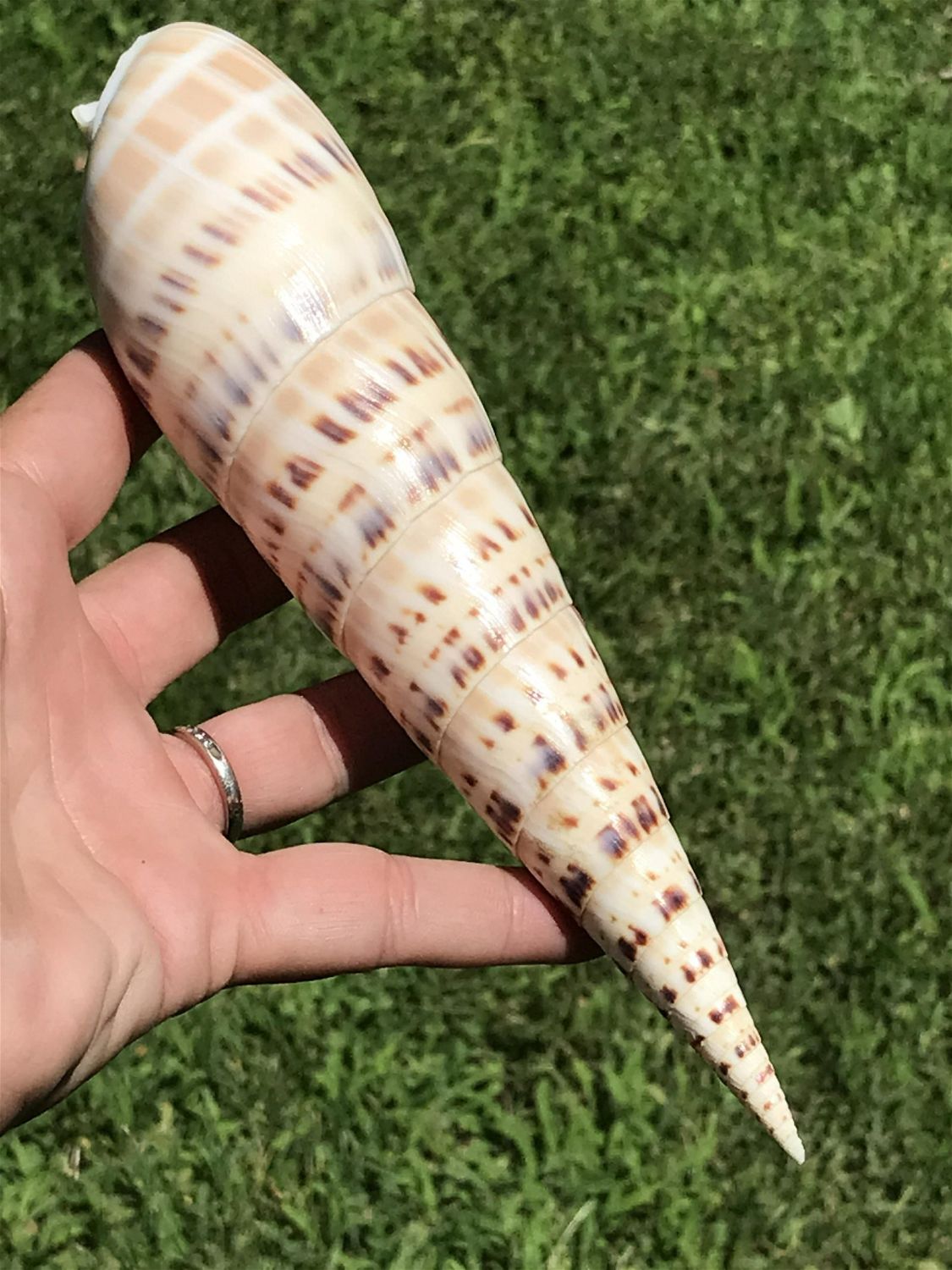 Lot 68 – Seashell, Ocean, Beach, Natural, Decor, Collectible, Specimen ...