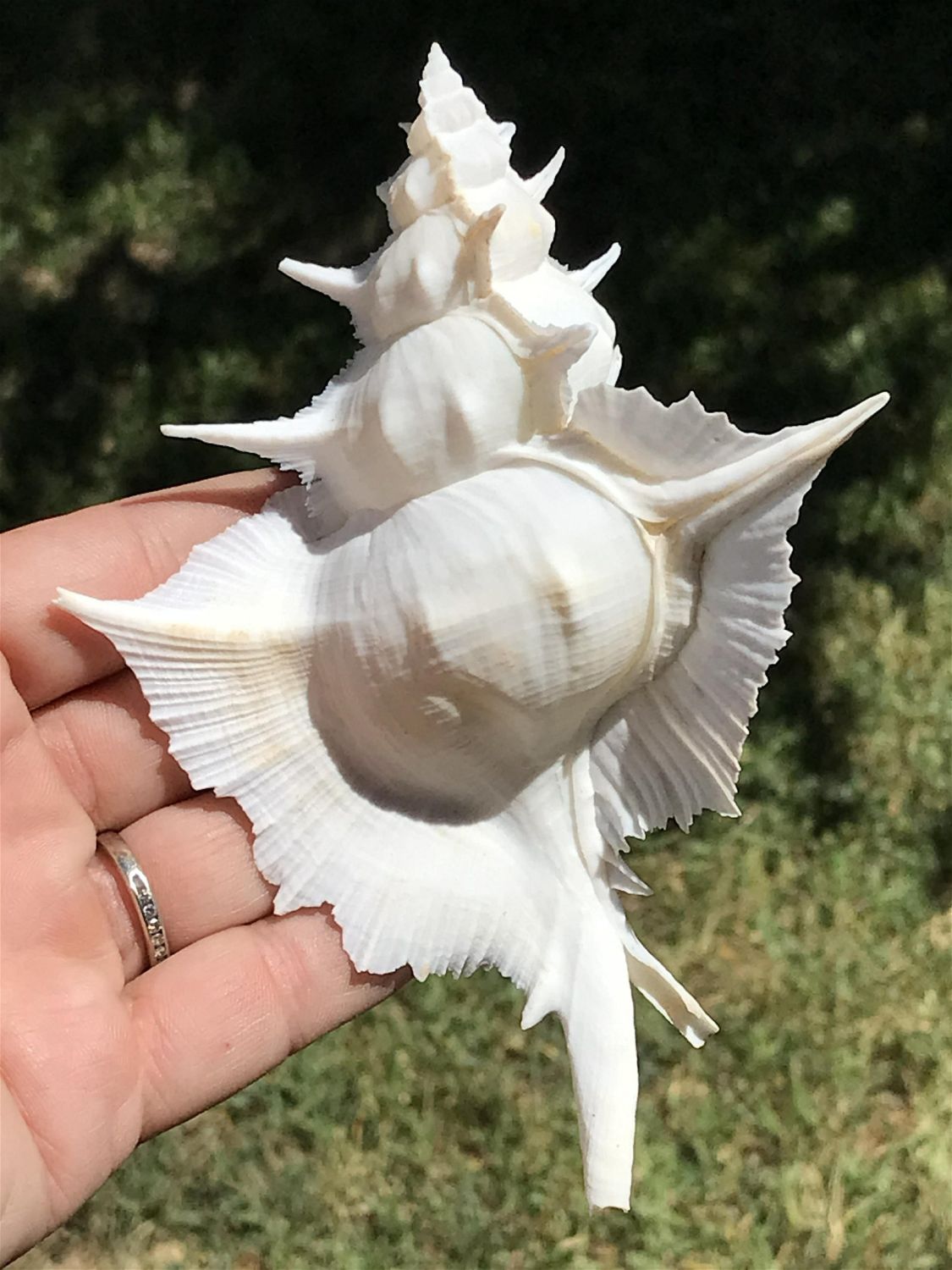 Lot 460 – Seashell, Ocean, Beach, Natural, Decor, Collectible, Specimen ...