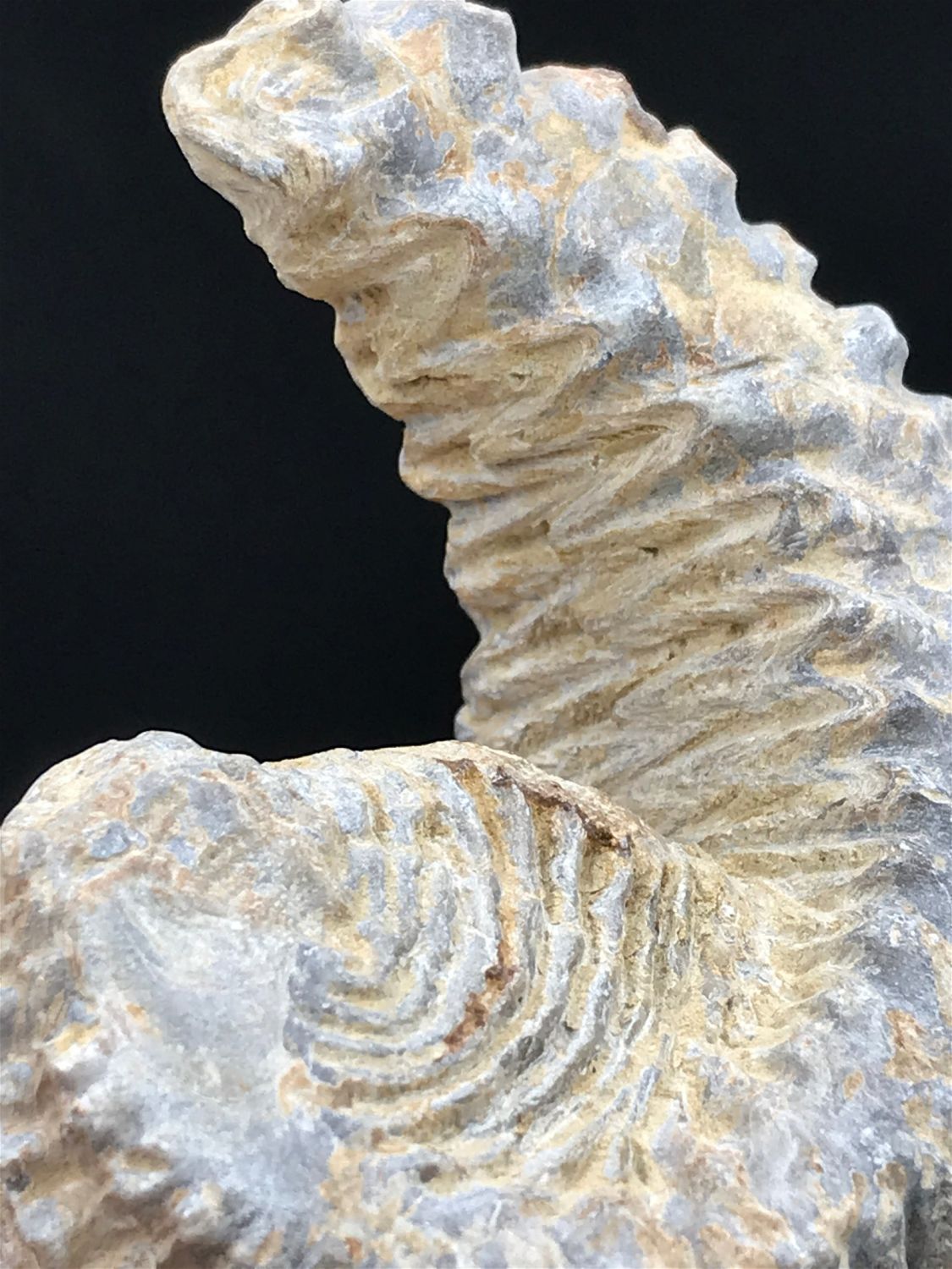 Lot 33 – Clam, Fossil, Rock, Natural, Decor, Collectible, Specimen ...