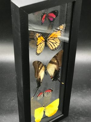 Lot 544 – Butterfly, Natural, Decor, Collectible, Insect - Easterly ...