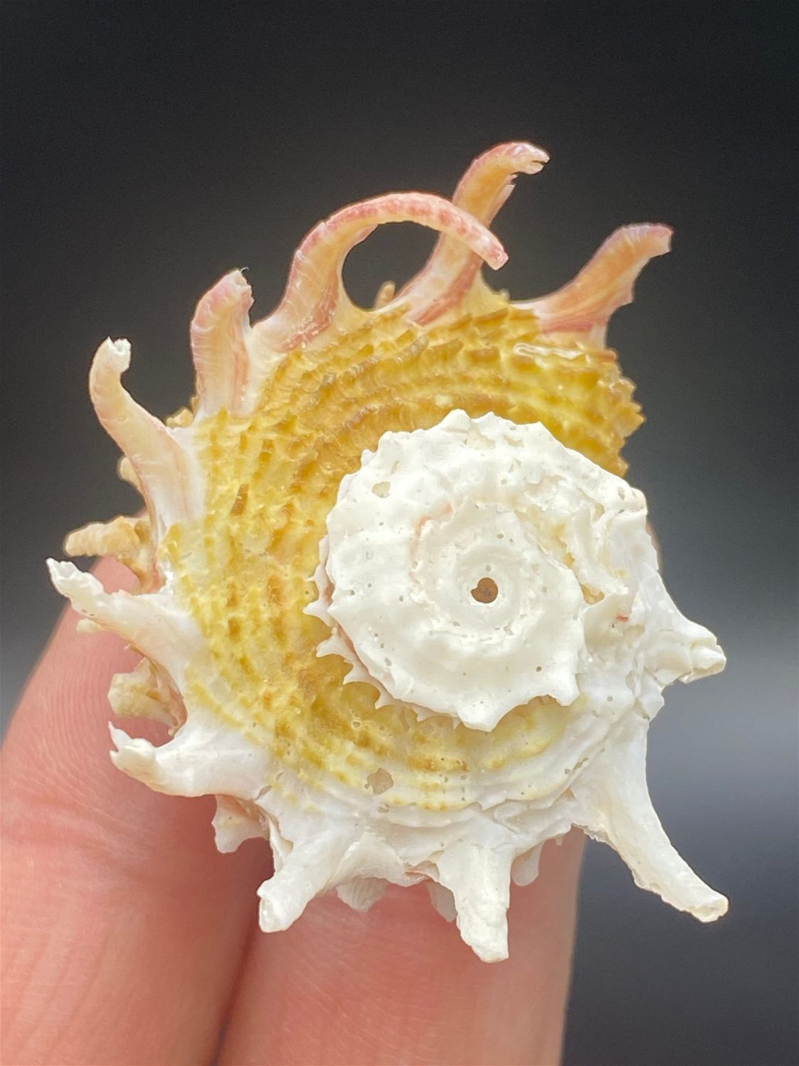 Lot 37 – Seashell, Ocean, Beach, Natural, Decor, Collectible, Specimen ...