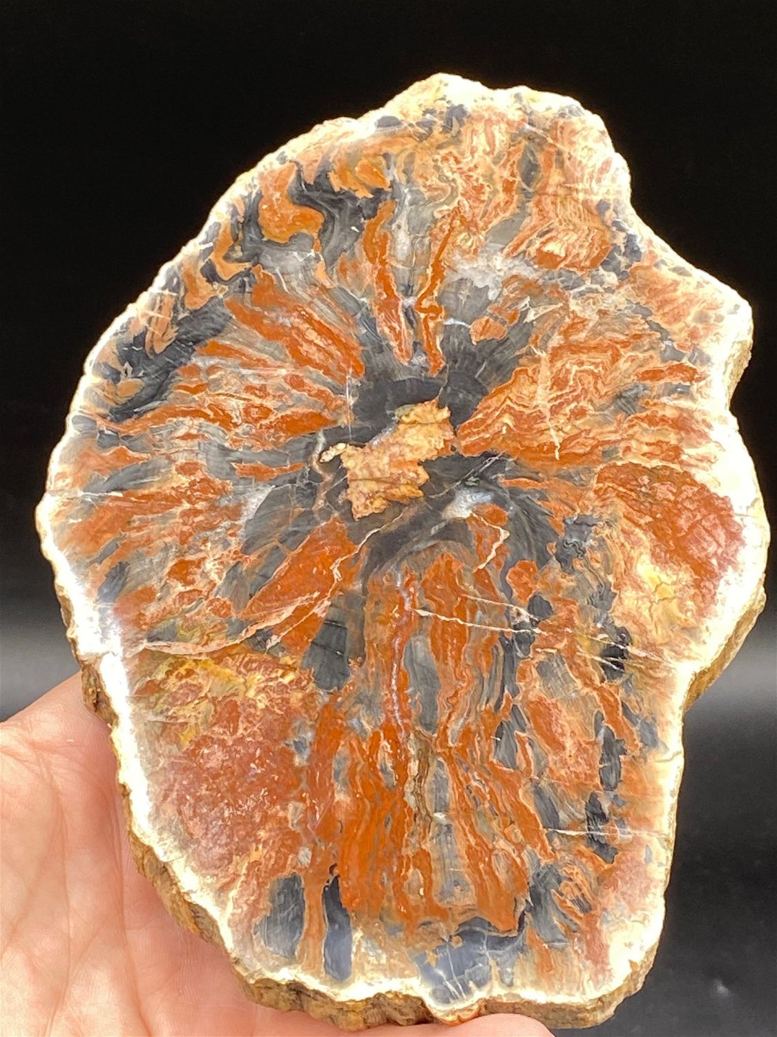 Lot 227 – Petrified Wood, Fossil, Rock, Natural, Decor, Collectible ...