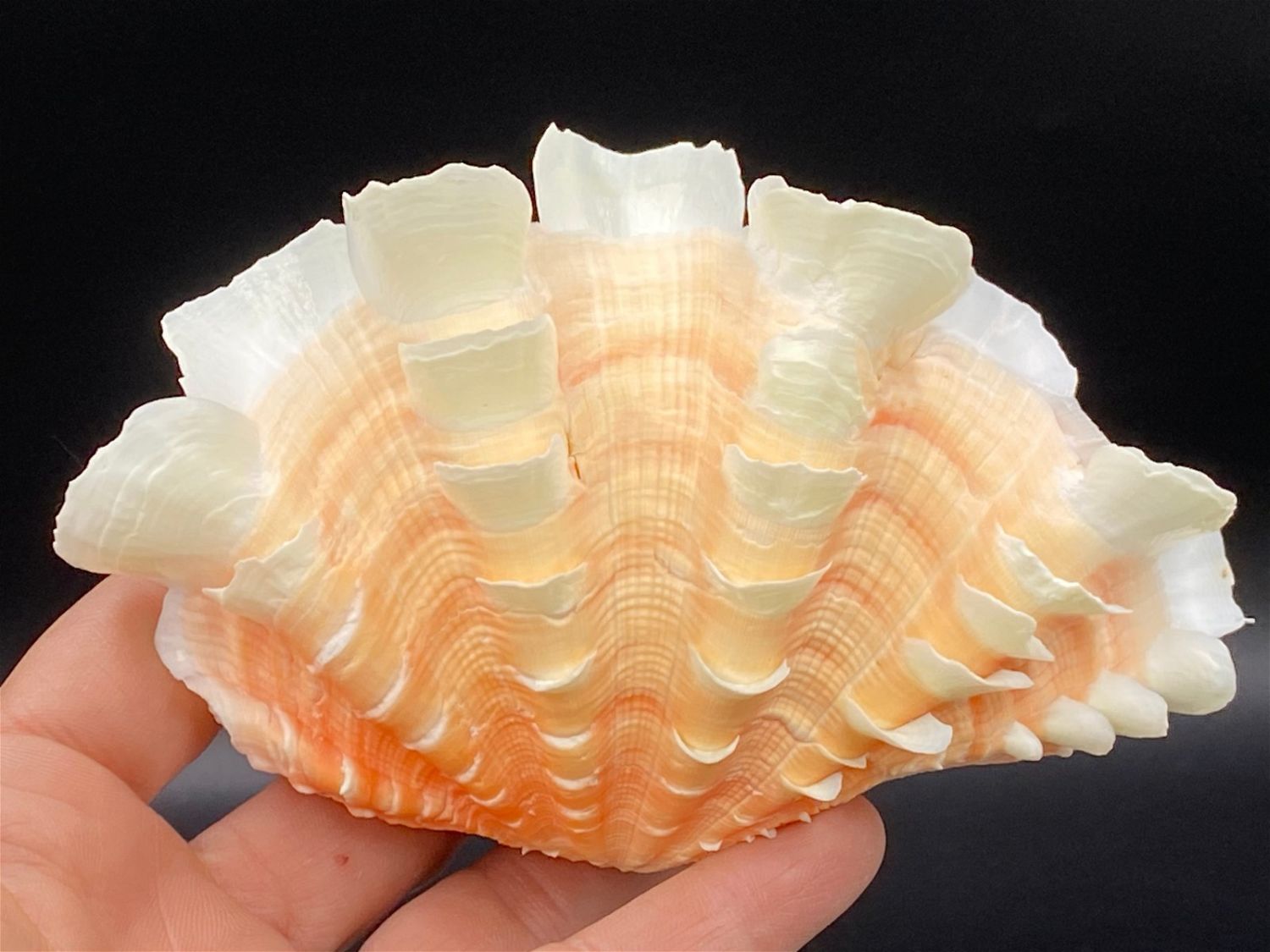 Lot 382 – Seashell, Ocean, Beach, Natural, Decor, Collectible, Specimen ...