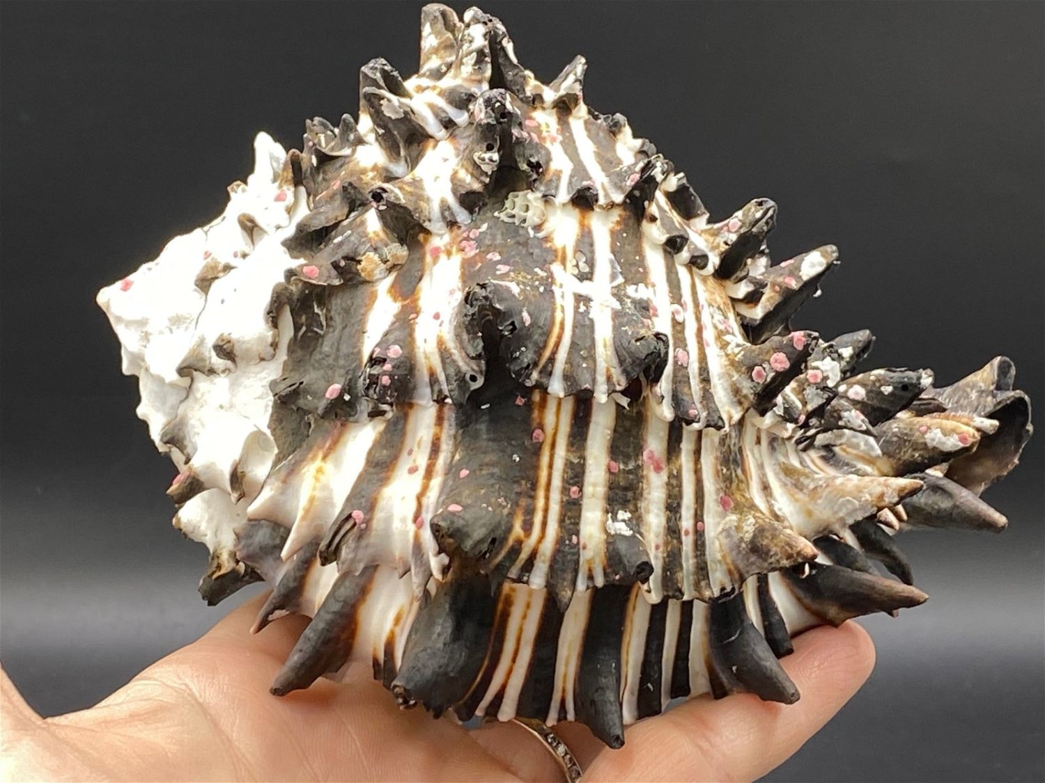 Lot 500 – Seashell, Ocean, Beach, Natural, Decor, Collectible, Specimen ...