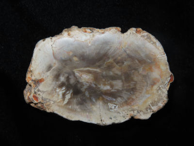 Lot 513 - 2 5/8" Petrified Wodd Slab Polished Fossil Tree | Heartland ...