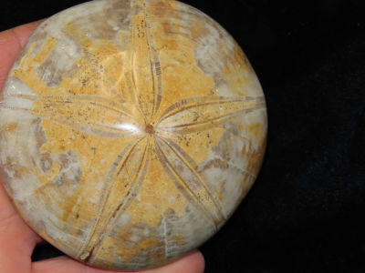 Lot 562 - Jurassic Period Sea Urchin/Starfish Fossil, 160 Million Yrs ...