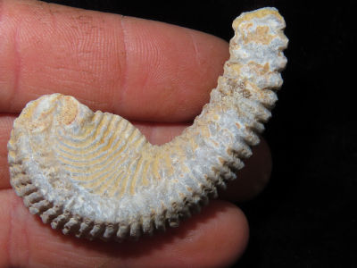 Lot 580 - Zipper Oyster Fossil, 70 million yrs. old, Madagascar ...