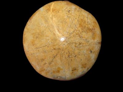 Lot 535 - NICE SAND DOLLAR / STARFISH / SEA URCHIN FOSSIL FROM ...