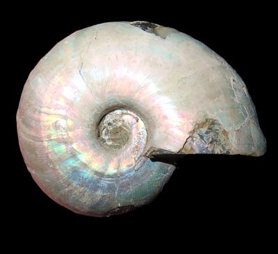 Lot 281 - 2 3/4" Gorgeous Iridescent Fossil Ammonite from Madagascar ...