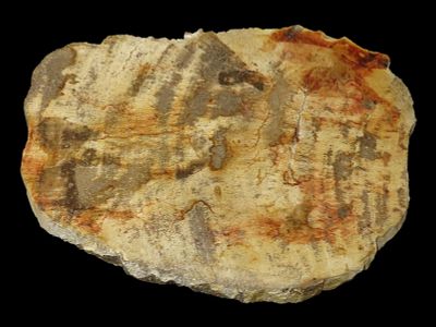 Lot 549 - HUGE COLORFUL POLISHED SLAB OF PETRIFIED WOOD, POLISHED ON ...