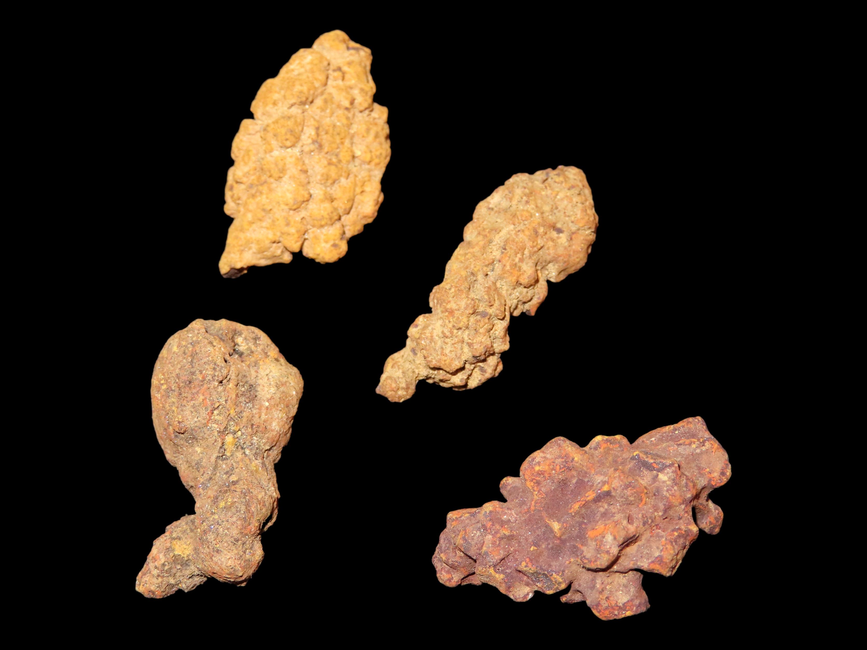 Lot 717 - Coprolite-Fossil Dinosaur Dung, Madagascar | Heartland ...