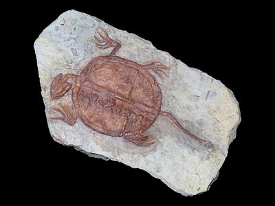 Lot 498 - 4" x 3 1/2" Rare Turtle Fossil in Matrix, Triassic Age 50-250 ...