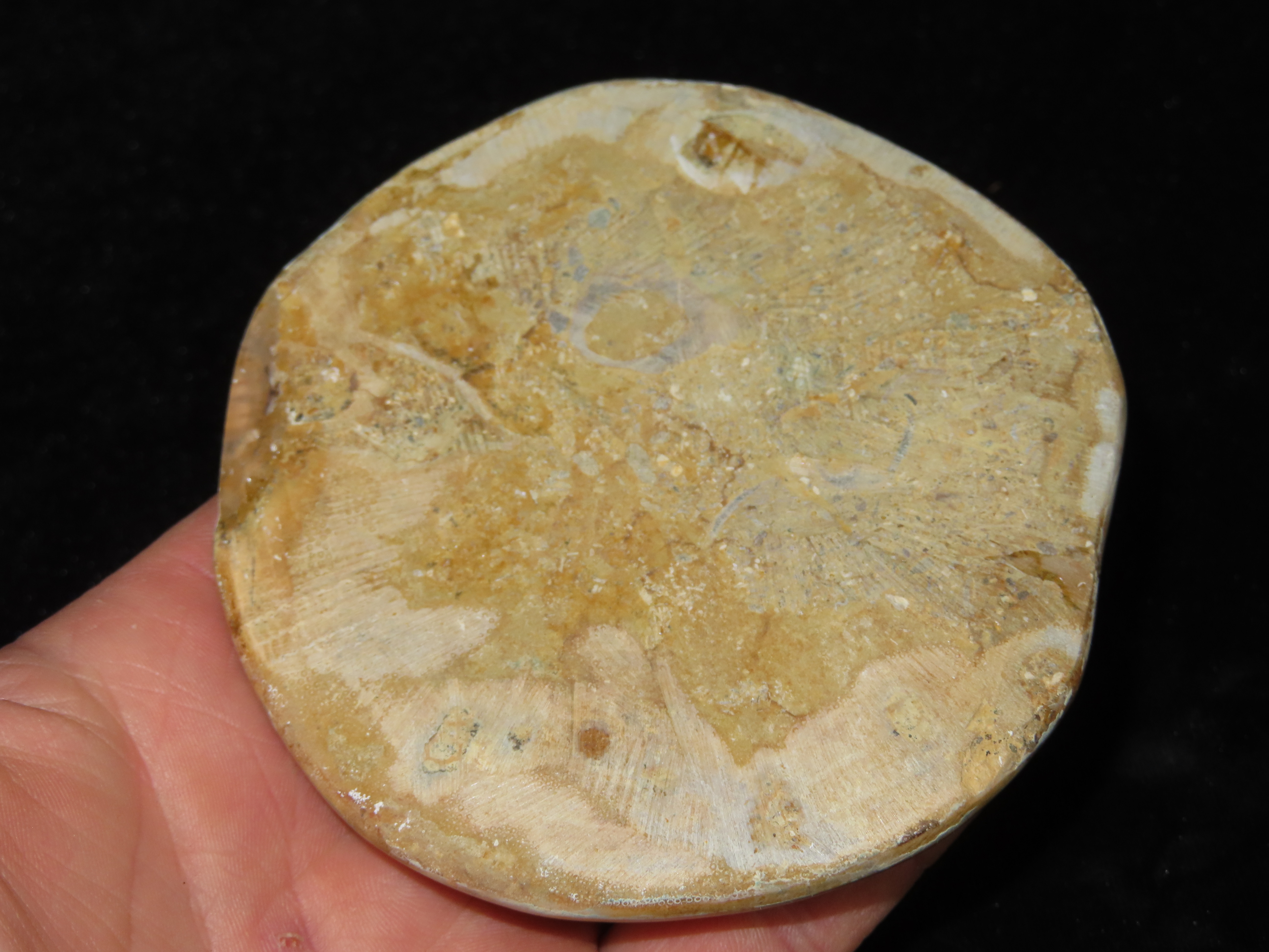 Lot 1014 - 4" Sea Urchin Starfish Fossil, Madagascar Jurassic Period ...