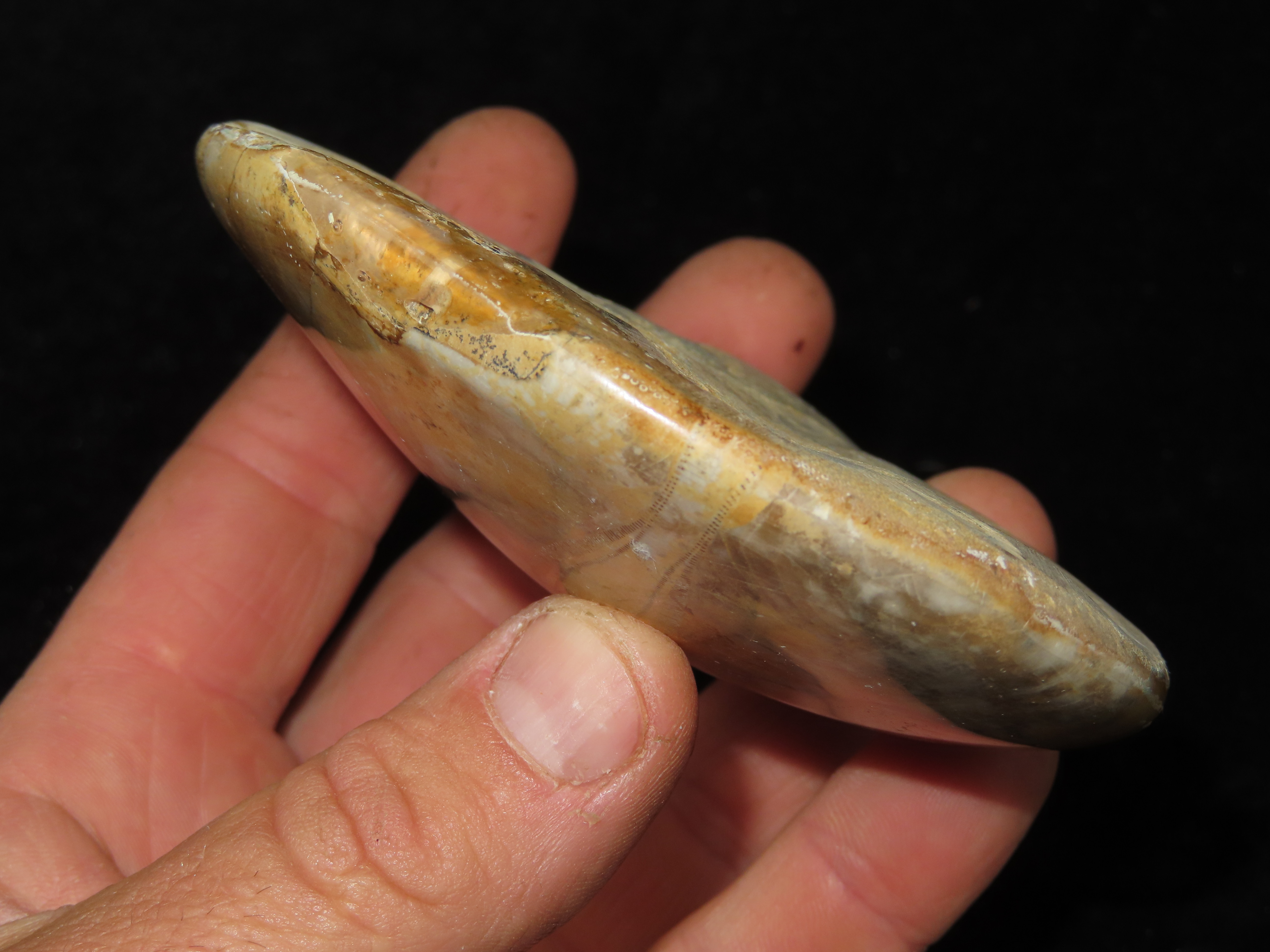 Lot 1014 - 4" Sea Urchin Starfish Fossil, Madagascar Jurassic Period ...