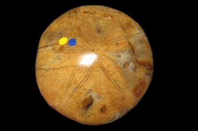 Lot 456 - Starfish Fossil made From Madagascar | Heartland Artifact ...