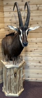 Lot 389 - Sable Antelope Taxidermy Shoulder Pedestal Mount | Holler ...