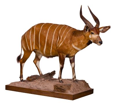 Lot 335 - African Bongo Full Mount Taxidermy | Leonard Auction Company