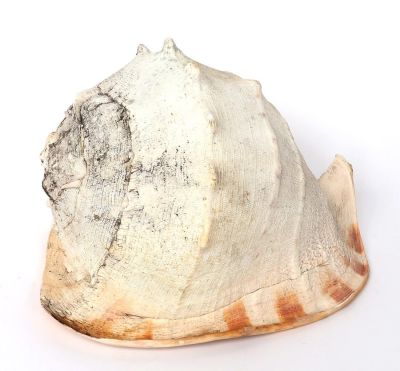 Lot 157 – Large Helmet or Emperor Snail Shell – Scollard Auctions