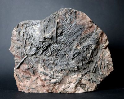 Lot 164 – Heavily Fossilized Seaweed in Matrix – Scollard Auctions