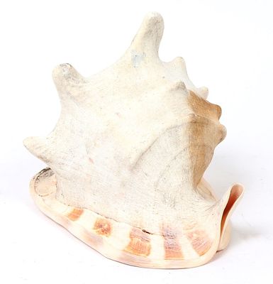 Lot 259 – Fine Emperor Snail Shell – Scollard Auctions