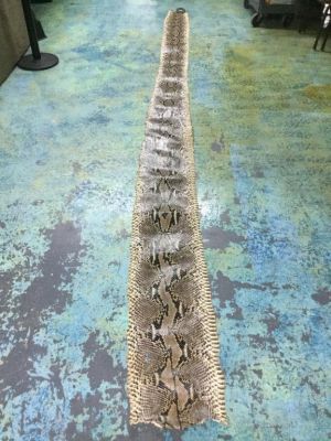 Lot 187 - Python Skins | Seminole Estate Auctions
