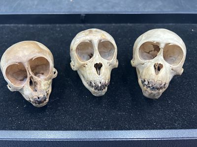 Lot 237 - Monkey Skulls | Seminole Estate Auctions