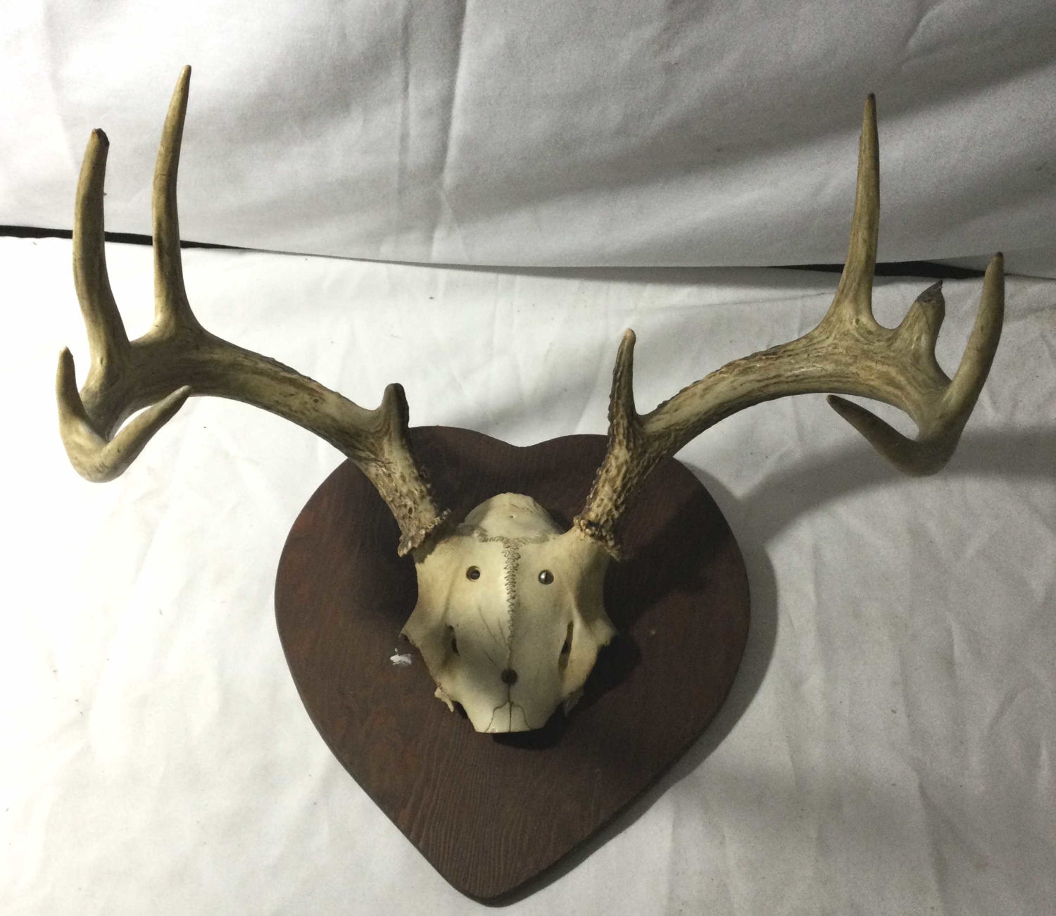Lot 54 - Whitetail Deer Rack 9 pointer | The Lodge Auction House