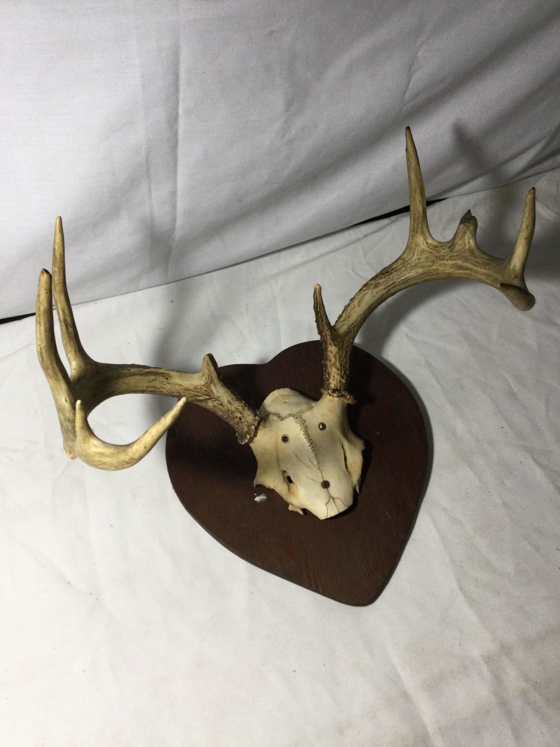 Lot 54 - Whitetail Deer Rack 9 pointer | The Lodge Auction House