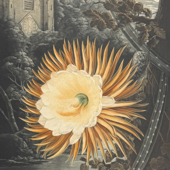 Antique Maps & Prints of Natural History, Botanicals, & More | Trillium ...