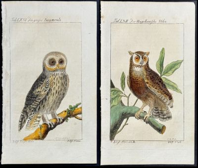 Lot 56702 - Buffon - 6 Owl Engravings | Trillium Rare Prints