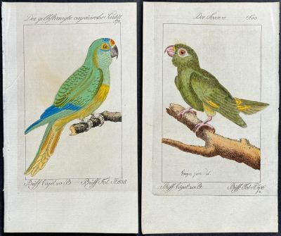 Lot 56704 - Buffon - 6 Parrot Engravings | Trillium Rare Prints