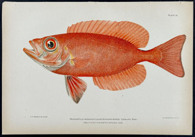 Lot 56872 - Bien - Atlantic Bigeye Fish (Priacanthus Arenatus). 16 ...