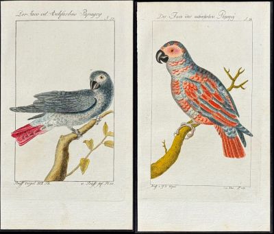 Lot 56916 - Buffon - Pair of African Grey Parrot Engravings | Trillium ...