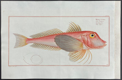 Lot 57076 - Bloch, Folio - Piper - Trigla Lyra. 350 | Trillium Rare Prints