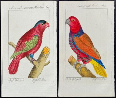 Lot 57453 - Buffon - 4 Parrot Engravings | Trillium Rare Prints