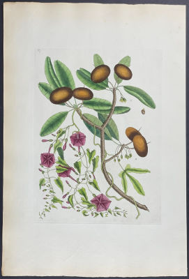 Lot 57493 - Catesby - Sapadillo Tree (Wild Dilly) & Convolvulus. 2-87 ...