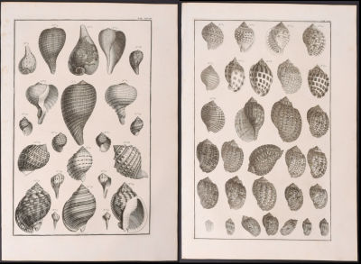 Lot 57684 - Seba - Pair of Shell Engravings | Trillium Rare Prints