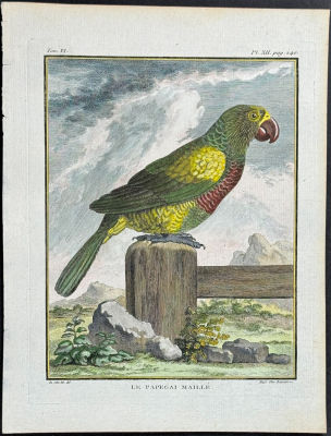 Lot 57713 - Buffon - Parrot. 12 | Trillium Rare Prints