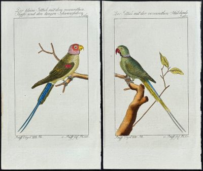 Lot 57879 - Buffon - 4 Parrot Engravings | Trillium Rare Prints