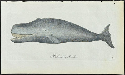 Lot 57914 - Blumenbach - Bowhead or Baleen Whale. 94 | Trillium Rare Prints