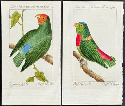 Lot 58293 - Buffon - 4 Parrot Engravings | Trillium Rare Prints