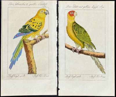 Lot 58294 - Buffon - 4 Parrot Engravings | Trillium Rare Prints